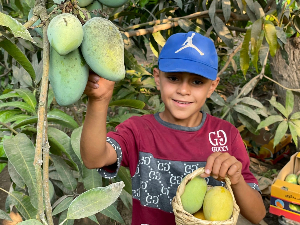 “Mango tourism” in Ismailia: summer fun with a taste of heritage - BabMasr