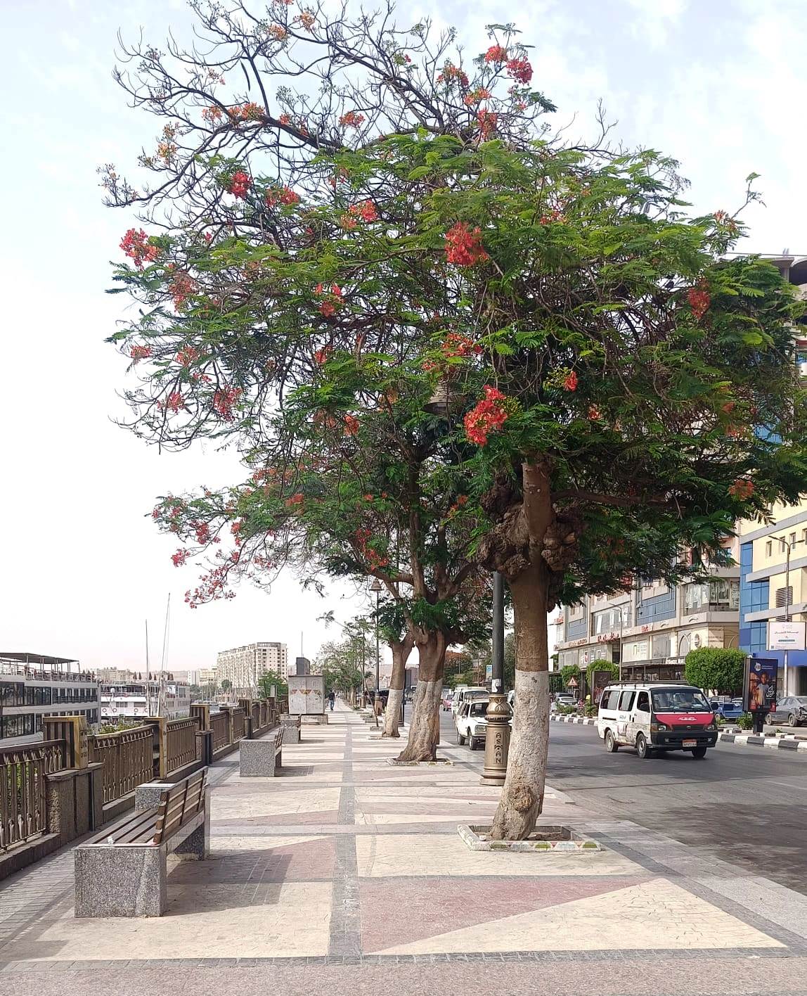 The Living Canopy: Preserving the Heritage Trees of Aswan - BabMasr
